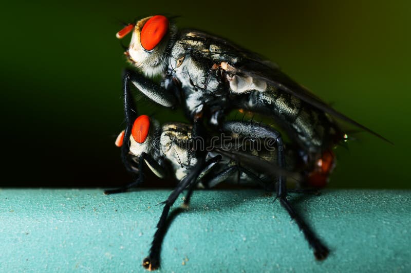 Couple of Hover Fly in Love Stock Image - Image of insects, couple ...