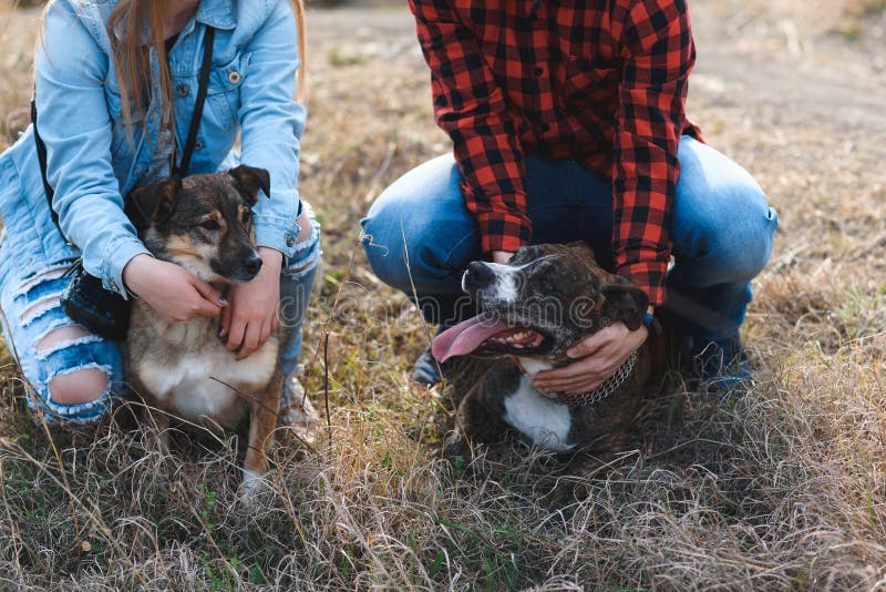 Couple hugging two dogs stock photo. Image of playing - 212153430