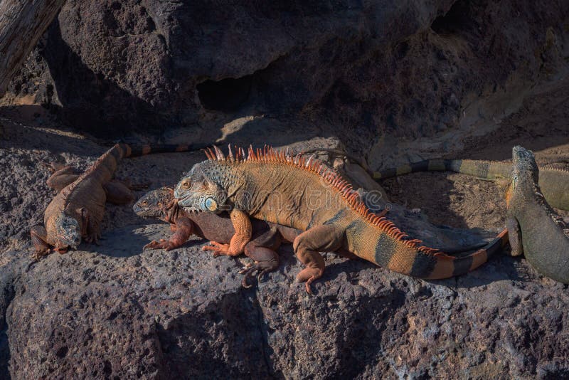 Couple of Iguana Copulating on Rock Surface Stock Photo - Image of ...