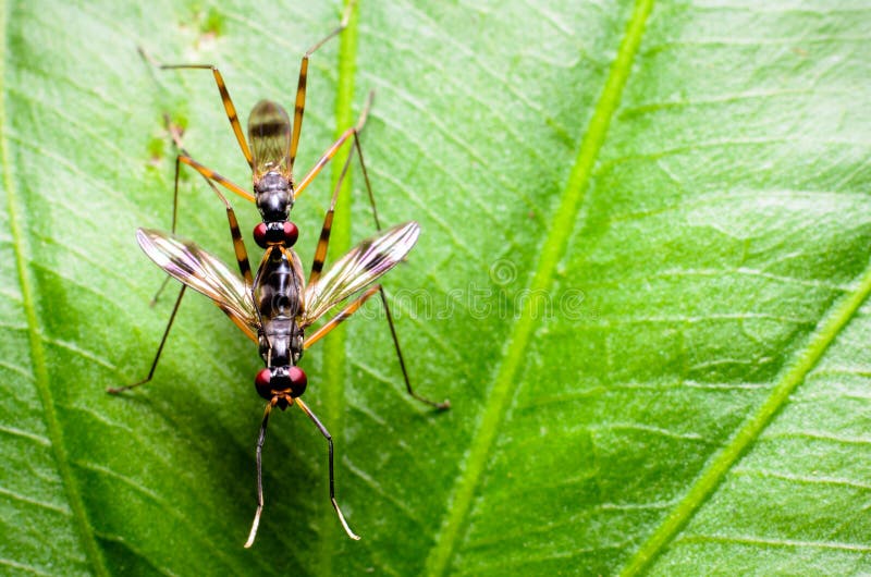 Couple stock photo. Image of natural, closeup, macro - 55540226