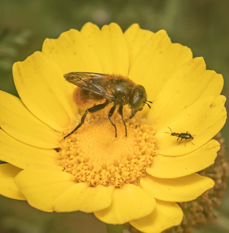 Insects looking for pollen stock image. Image of food - 114344605