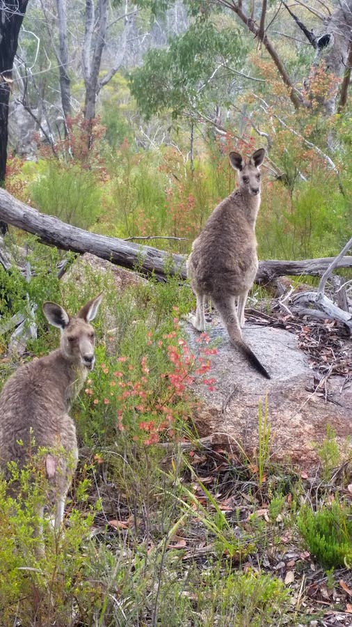 A Couple of Kangaroos Sitting on a Rock in a National Park in Spring ...