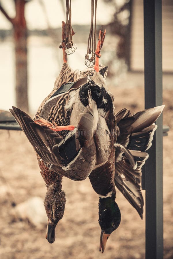 Hanging killed ducks stock photo. Image of butchers - 113673432