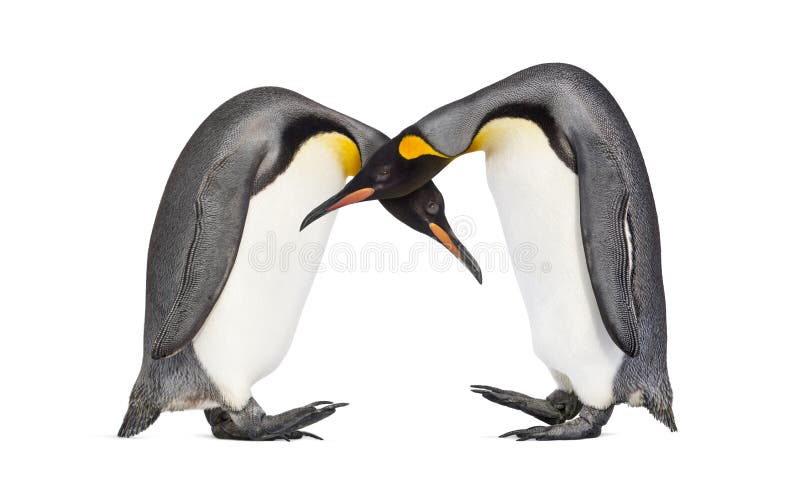 Couple of the King Penguins Stock Image - Image of south, life: 38799147