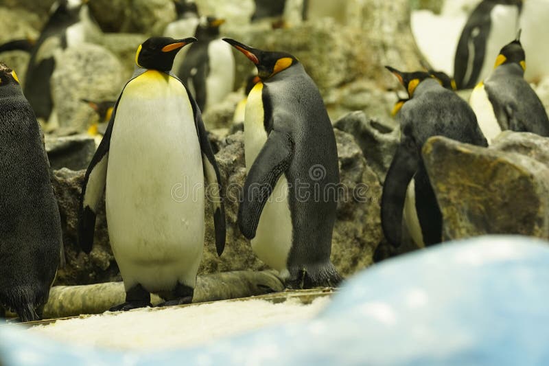 A Couple of King Penguins in Love are Lovingly Tweeting about Something ...