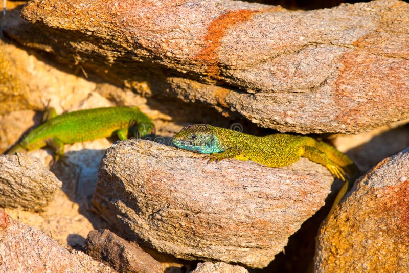 Lizards on a Rock stock photo. Image of australian, desert - 32994