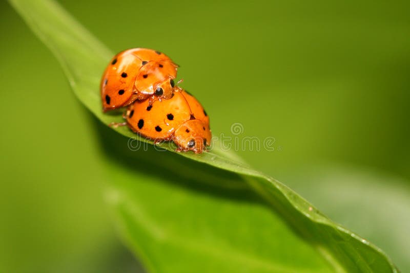A couple of ladybug stock photo. Image of orange, bugs - 6130716