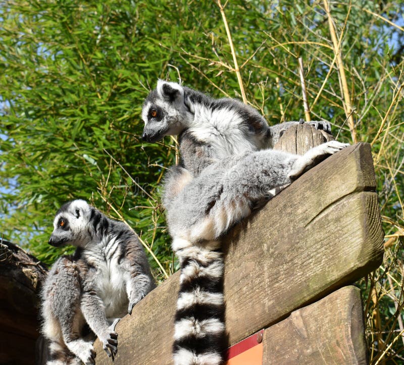 Couple of Lemurs Looking Ahead Stock Photo - Image of madagascar ...