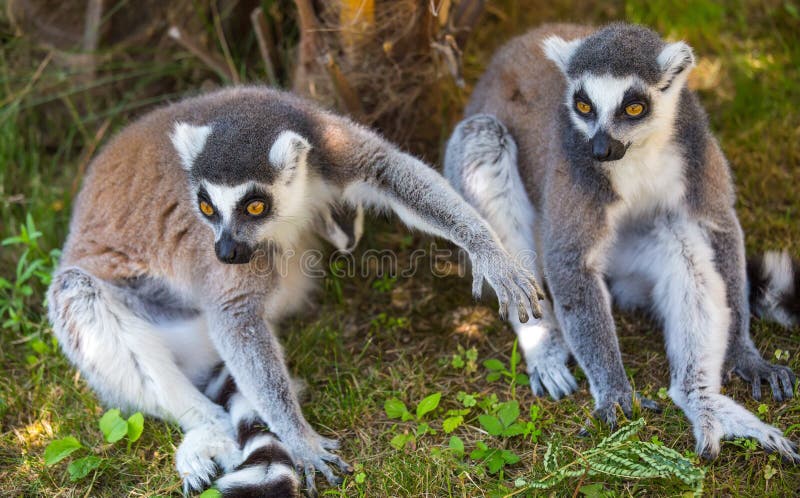 Couple of Lemurs Sit on the Grass. Stock Image - Image of africa ...
