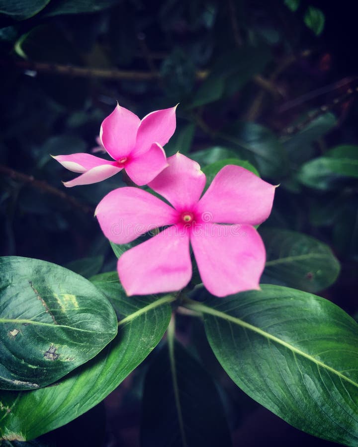 The couple life stock photo. Image of couple, green - 174741870