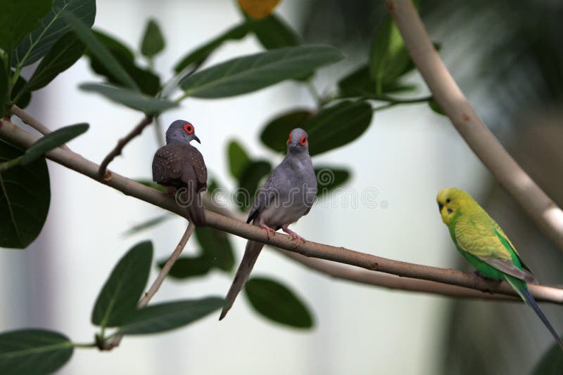 Little parrots stock image. Image of little, beautiful - 100717489
