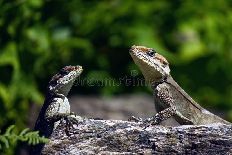 Couple lizard on the stone stock photo. Image of intimate - 11986996
