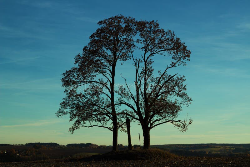 A couple of love trees. stock image. Image of pacov - 140881053