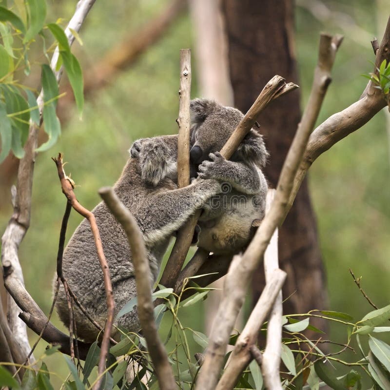 Koalas stock photo. Image of aussie, endearment, lovely - 100750600