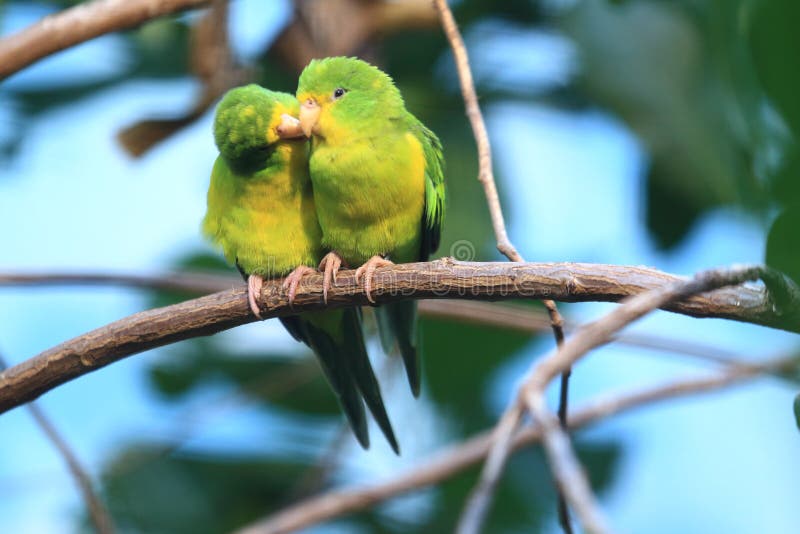 Mountain parakeet stock image. Image of american, branch - 104111961