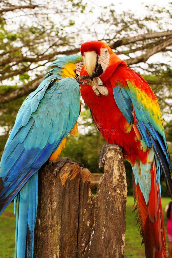 Couple of macaw parrots stock photo. Image of parakeet - 37854174