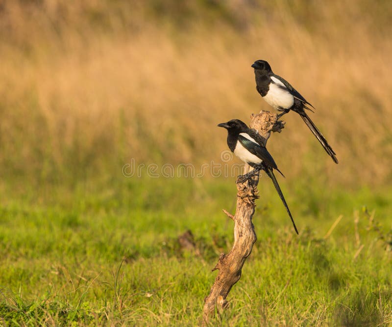 A couple of Magpies stock photo. Image of branch, colors - 29004406