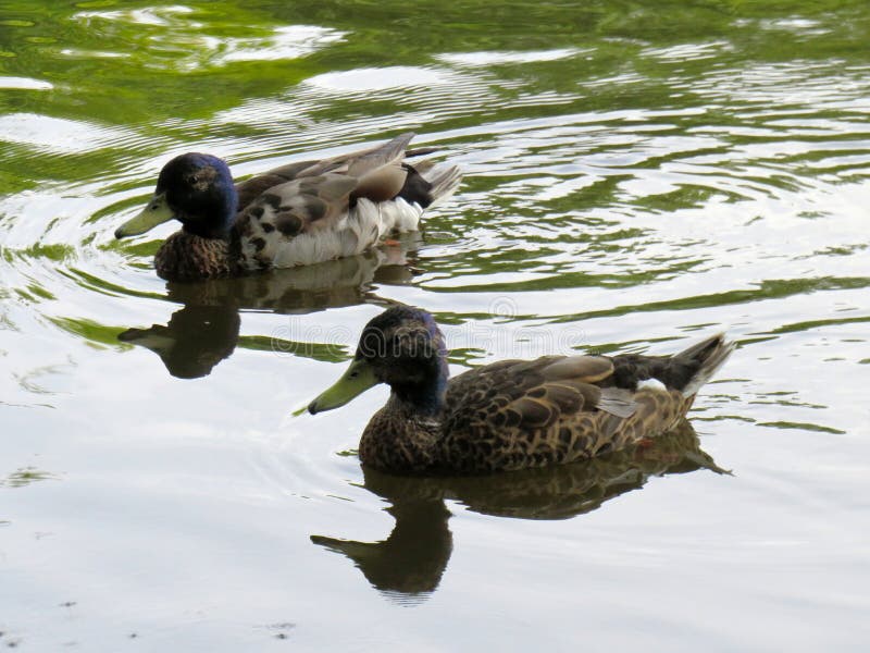 Couple of Mallard Ducks with Blue Head on the River Stock Image - Image ...