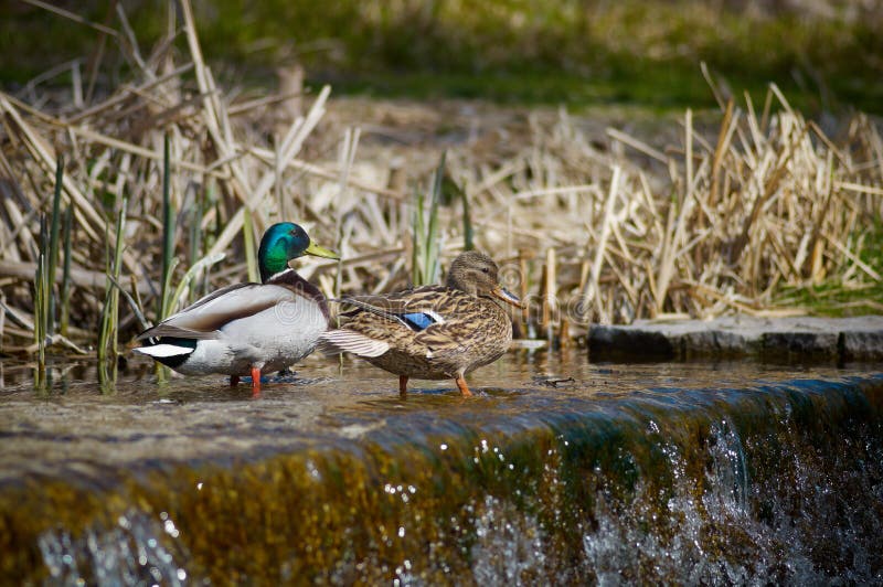 Couple Mallard Ducks in the Park at Spring Stock Photo - Image of ...