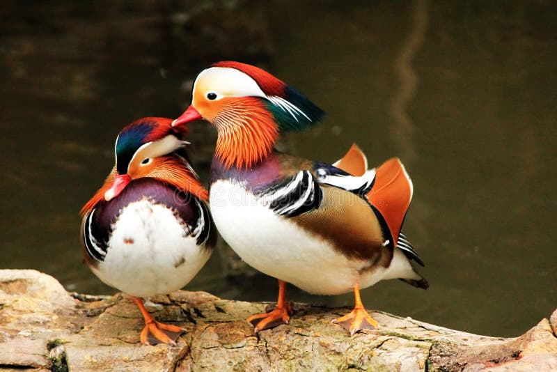 Couple of Mandarins at the Edge of the Pond Stock Photo - Image of ...