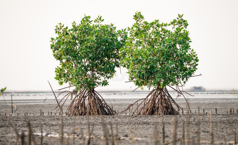 Couple Of Mangrove Trees With Prop Roots On The Mangrove Forest Green Mangrove Trees Capture
