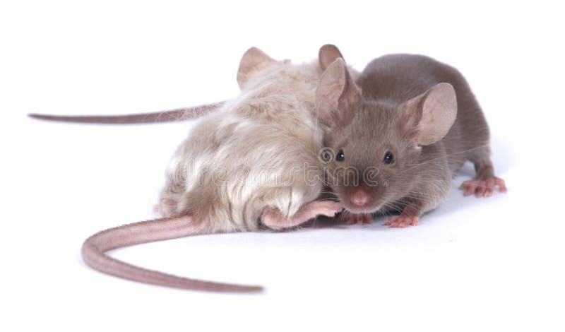 Couple of mice stock image. Image of mouse, cute, flirt - 1679791