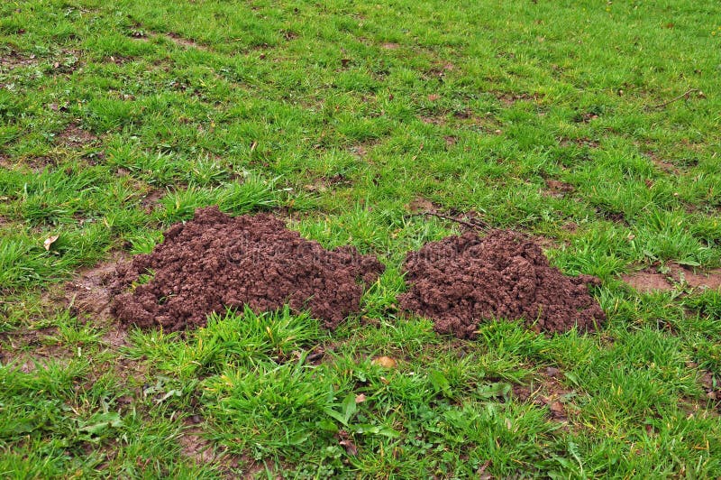 Mole Tracks Stock Photos - Free & Royalty-Free Stock Photos from Dreamstime