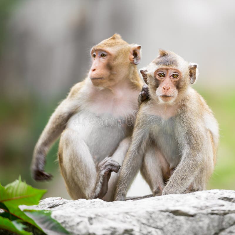 Couple monkey stock photo. Image of safari, jungle, beautiful - 43711148