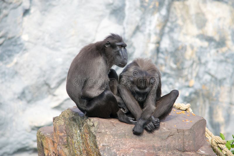 Couple monkey stock photo. Image of bird, eating, building - 75901978