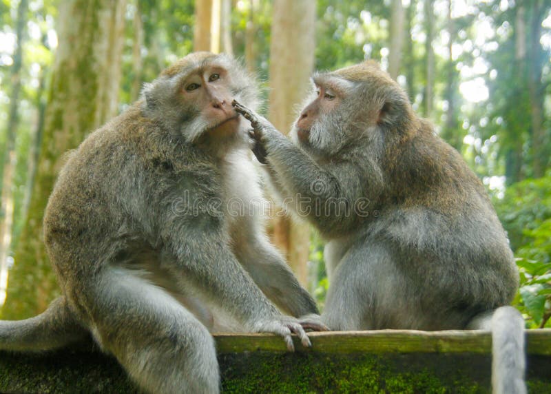 A Couple of Monkeys at Bedugul Monkey Forest, Bali Indonesia. Stock ...