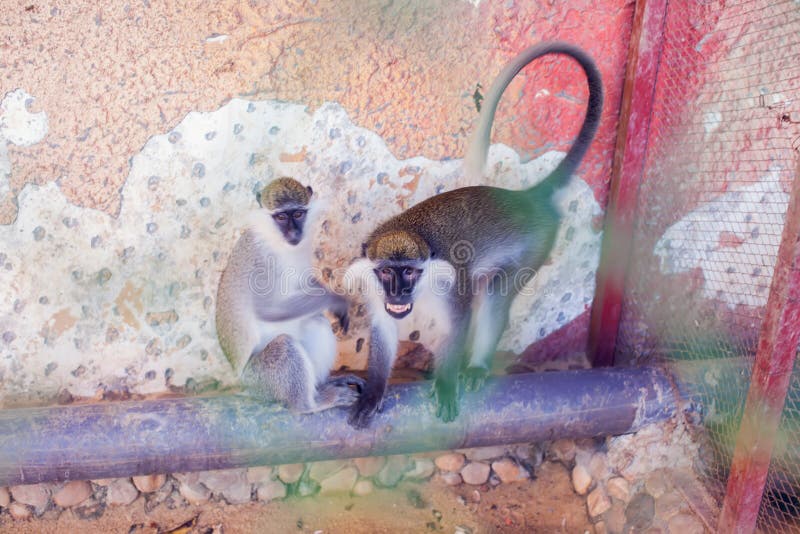 A Couple of Monkeys Playing Together beside Wall Stock Image - Image of ...