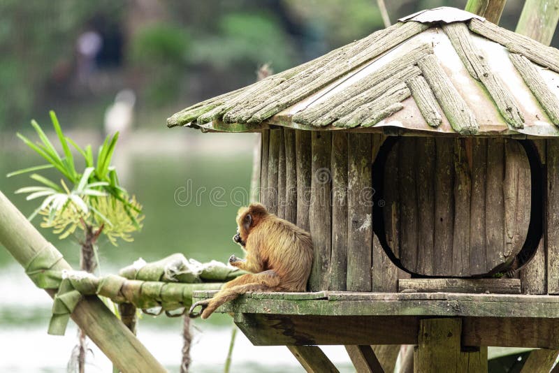 Couple of Monkeys Resting in Their Home Stock Photo - Image of simia ...
