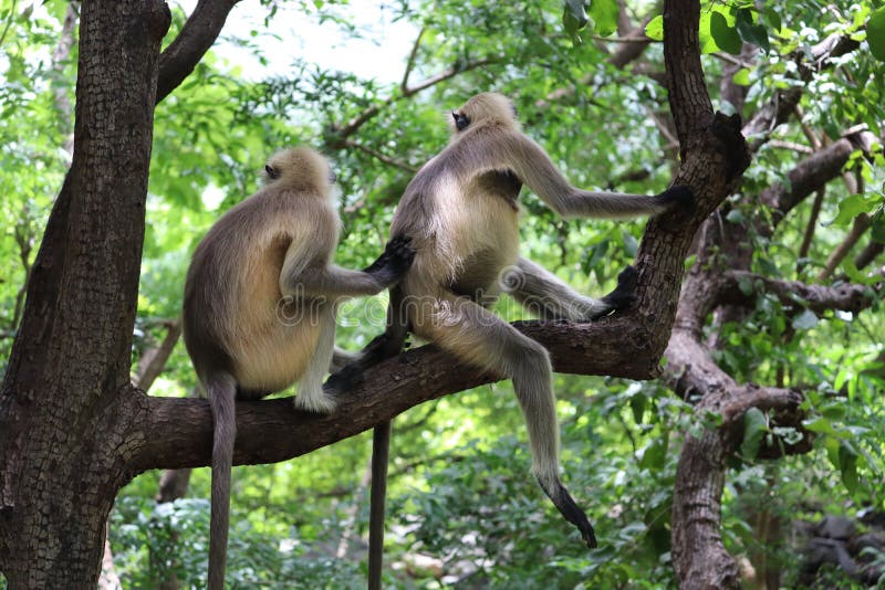 Monkeys Animal Mating Activity Background Blur. Stock Photo - Image of ...