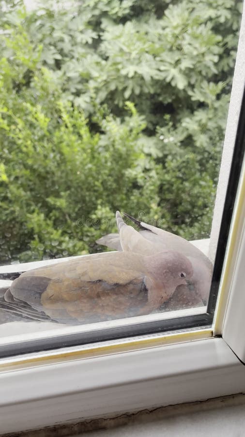 Couple of Mourning Doves Eating by the Window Stock Video - Video of ...