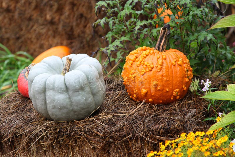 Autumn Pumpkin Patch stock image. Image of vegetable - 232212745