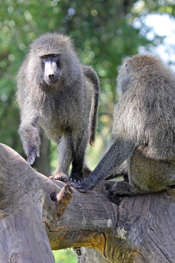 Couple of Olive Baboons on a Tree Stock Photo - Image of anubis ...