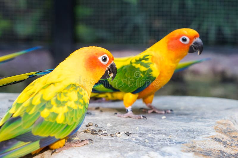 Couple of Orange Mini Parrots Stock Photo - Image of group, plumage ...