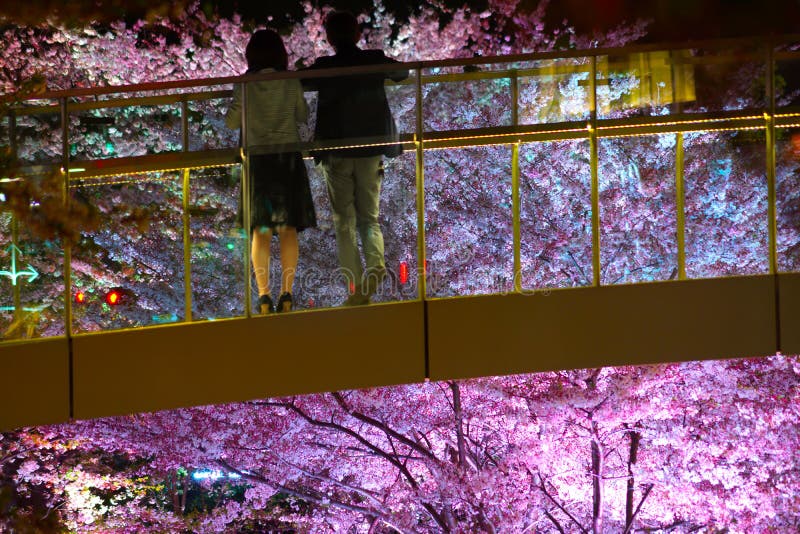 Couple Overlooking the Cherry Tree from the Top of the Bridge Editorial ...