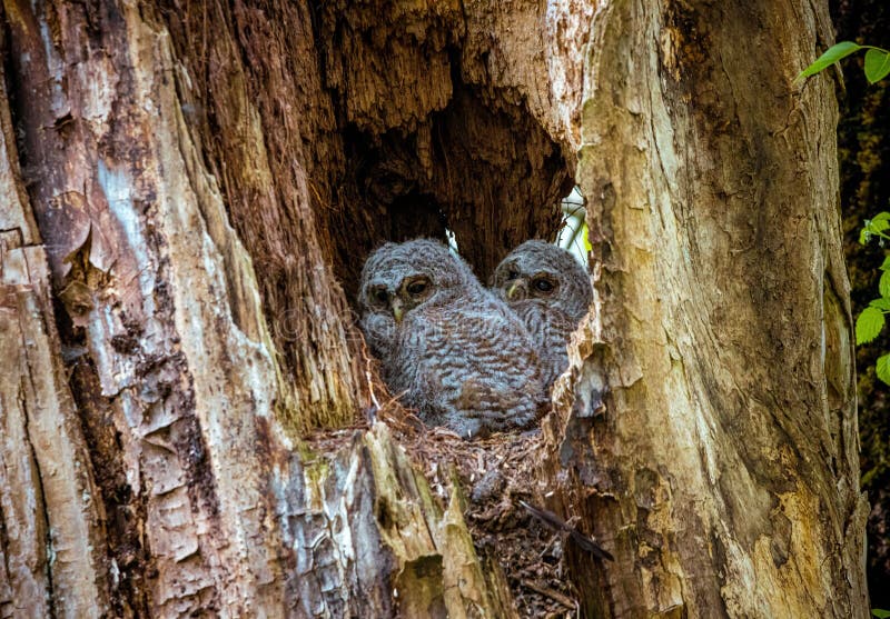 Couple of Owls in a Tree Hole Stock Photo - Image of female, bird ...