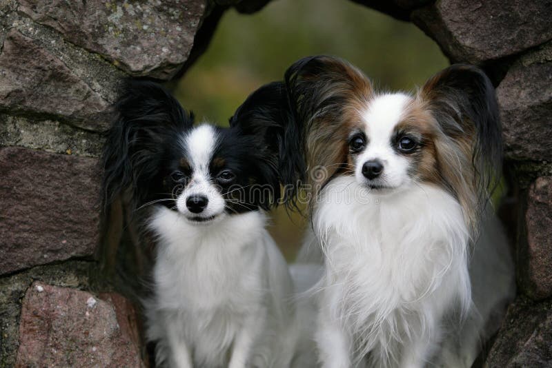 A couple of papillon stock photo. Image of hound, nice - 12256120