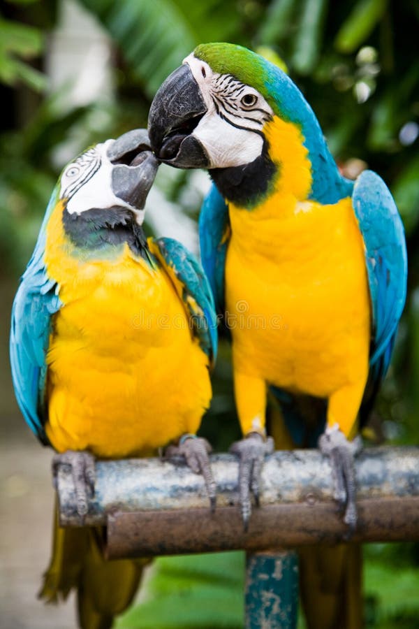 Couple of parrots stock image. Image of love, colorful - 12914205
