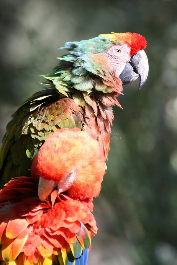 Couple of parrots stock image. Image of turn, blue, green - 1450375
