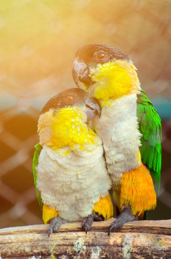 Couple of parrots stock image. Image of perch, couple - 1702547