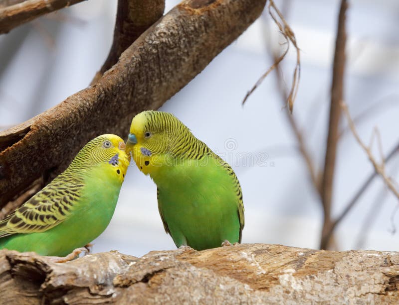 Green Parrots Kissing, Adobe Rgb Stock Photo - Image of spring, romance ...