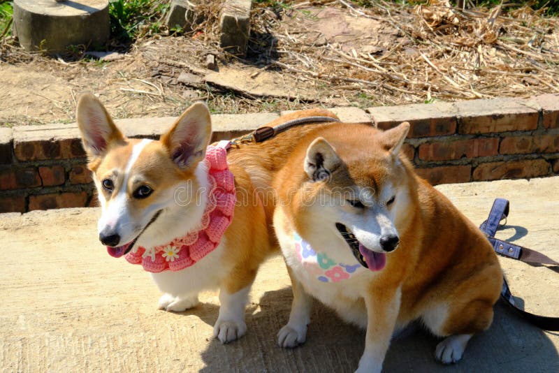 Couple of Pembroke Welsh Corgis Stock Photo - Image of puppy, fluffy ...