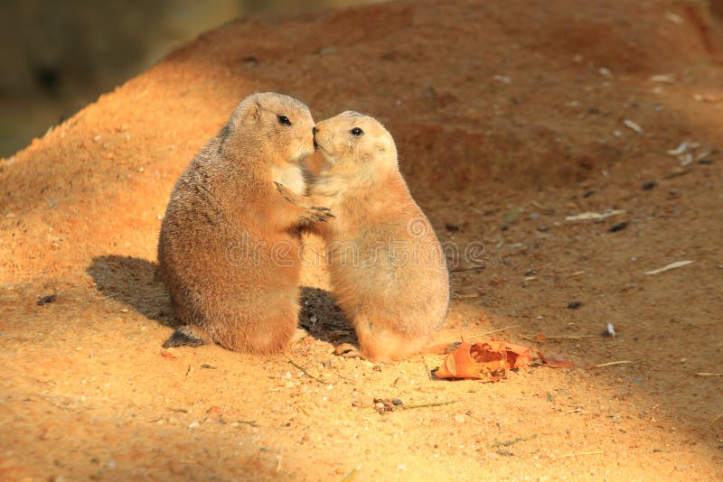 Two loving prairie dogs stock image. Image of pair, animal - 11533845