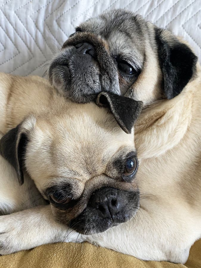 A Couple of Pug Dogs Lying Close Together on the Sofa. Stock Photo ...