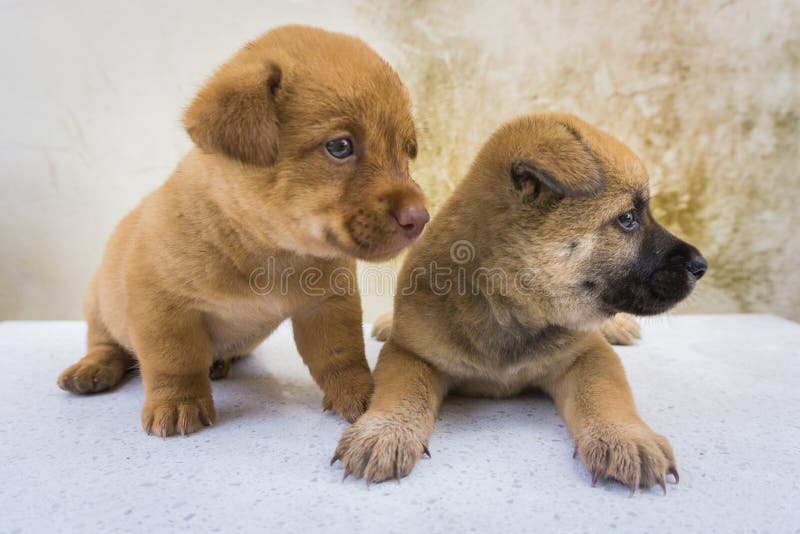 Two puppies in love stock photo. Image of birthday, honeymoon - 28089900