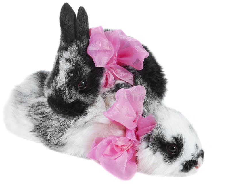 Couple Rabbit with Pink Bows Stock Image - Image of easter, bunny: 17903353