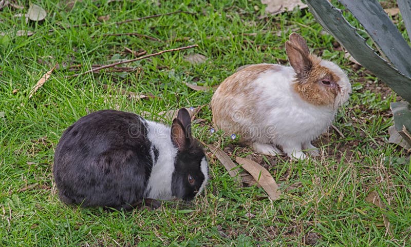 Couple of Rabbits in the Countryside Stock Photo - Image of cony, field ...
